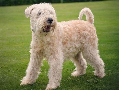 Irish Soft Coated Wheaten Terrier Características Cuidados Y