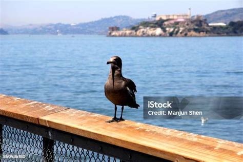갈매기는 백그라운드에서 알 카트 라 즈와 함께 벽에 샌 프란 시스 코 갈매기에 대한 스톡 사진 및 기타 이미지 갈매기 게이트 관광 Istock