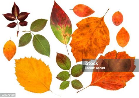 기름 건조 흩어져 오렌지 아스펜 누르면 집합과 그림자와 절연 어둠 녹색 장미 잎의 그림을 그립니다 사진 조작 가을에 대한 스톡 사진 및 기타 이미지 Istock