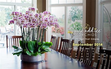 Diy Orchid Inspiration Diy Orchids Orchids Beautiful Orchids