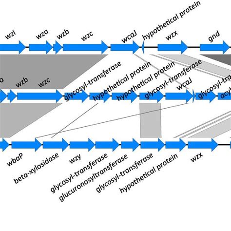 Comparison Of Capsular Polysaccharide Synthesis Cps Region Identified