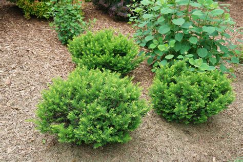 Planting Yew Plant Addicts