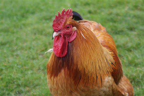 Cockerel
