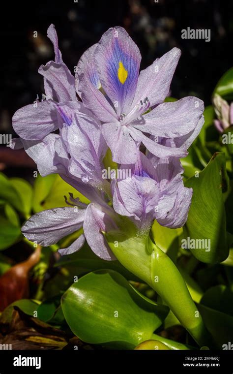 Water Hyacinth Eichornia Crassipes Pontederia Crassipes