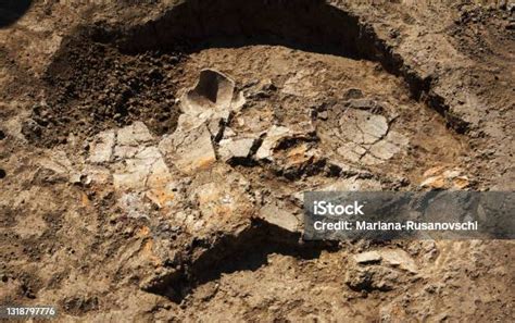 고고학 작품 발굴 대상 포진 고대 점토 유물의 조각 토양에서 선박 고고학에 대한 스톡 사진 및 기타 이미지 고고학 깨짐 도자기 Istock
