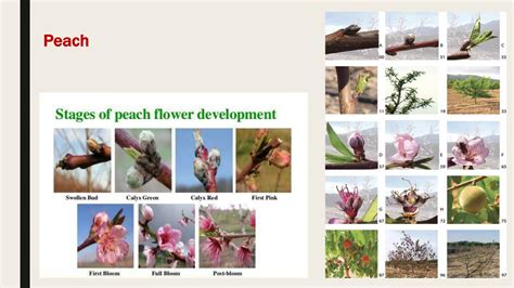 Growth And Phenological Stages Of Temperate Fruit Crops Pptx Gardening Home And Garden