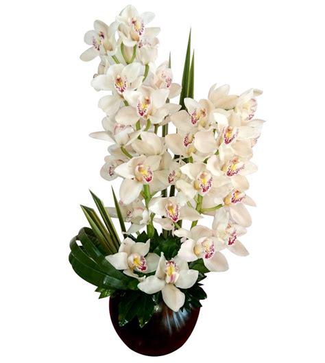 Arreglo de orquídeas Cymbidium 2 piezas Liliana Online