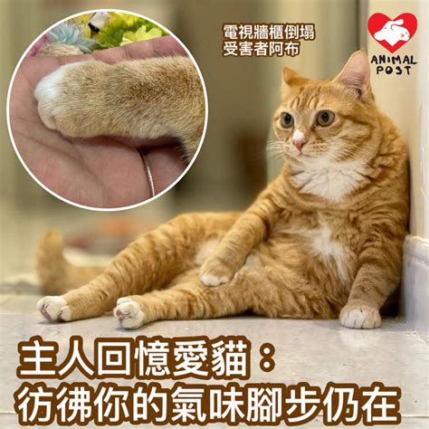 香港動物報 電視牆櫃壓死8歲貓女阿布 貓主難忘愛貓每日守候門口、黐腳跟著行走片段