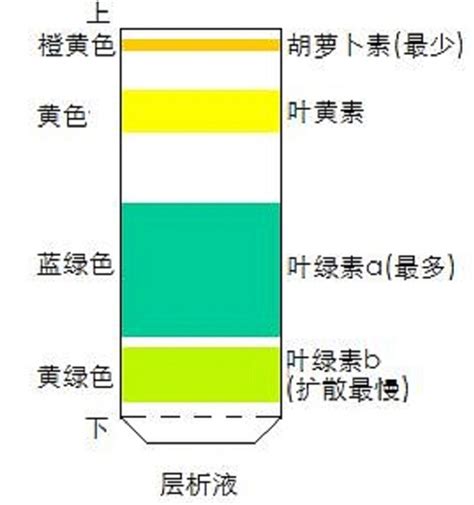 C3和c4植物的光合作用学案及教案 个人生物教学资源网
