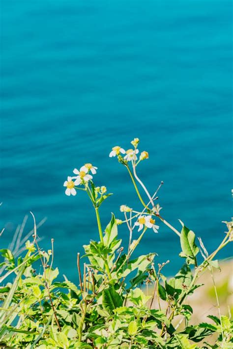 집 밖의 경치 경치가 좋은 고요한 고요함 꽃 꽃 장면 꽃 피는 식물 꽃이 피는 녹색 단풍 데이지 동식물
