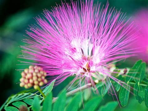 ดอก Fairy Duster รูปภาพดอกไม้สวยๆ