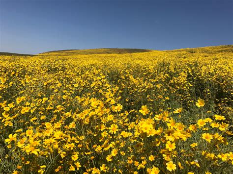Carrizo Plains Wildflowers Wild Flowers Farmland Outdoor