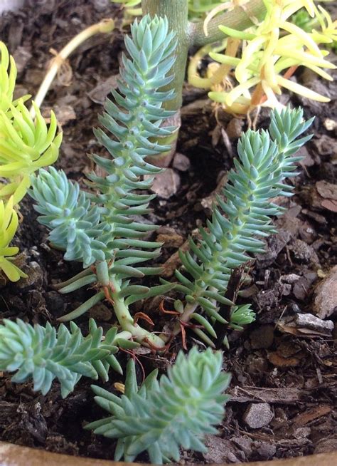 Sedum Rupestre Blue Spruce Stonecrop Sedum Rupestre Care Sedum