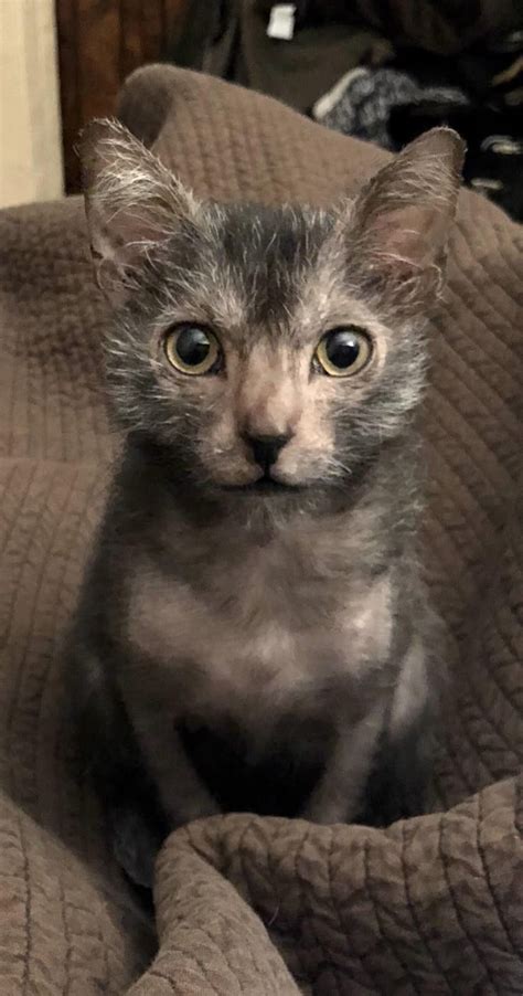 Pin By Celebrity On Tatttoos In 2025 Lykoi Cat Cat Breeds Werewolf Cat