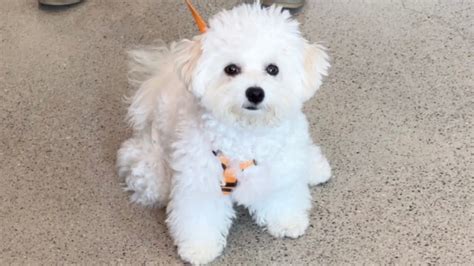 비숑프리제 Vlog 경기도와 인천을 가로질러숑🚗 서울 근교 애견동반 맛집 뿌시기 앤드테라스 피터팻츠 내유점 인천 애견동반 식당 강아지 브이로그 Youtube