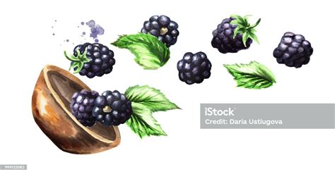 碗與成熟的黑莓水彩手繪製水準插圖 在白色背景下隔離向量圖形及更多一組物體圖片 一組物體 健康飲食 切斷 Istock