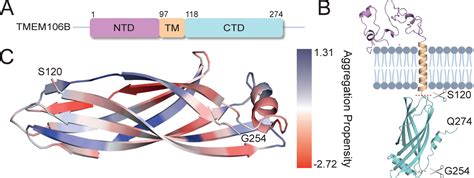 Homotypic Fibrillization Of Tmem106b Across Diverse Neurodegenerative