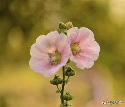 給點陽光就燦爛的植物，懶人養起來不費力，一個夏季長滿院子 每日頭條