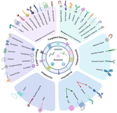 of exosomal modifications to address their limitation cell targeting
