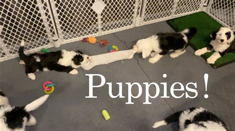 Cute Sheepadoodle Puppies 7 Weeks Old Youtube