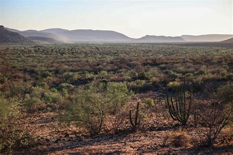 La danza del coyote renace pese a discriminación Pie de Página