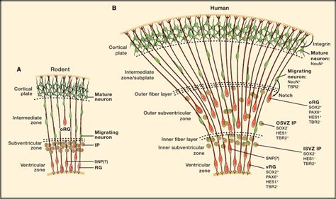 Development And Evolution Of The Human Neocortex Cell