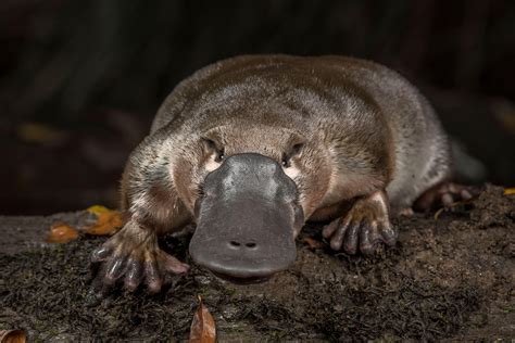 The Marvelous Duck Billed Platypus A Living Fossil New And Tips