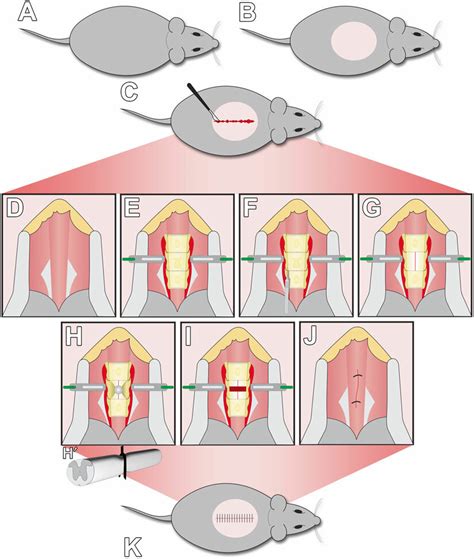 Schematic Images Of The Sci Surgical Procedures Observe The Mice A
