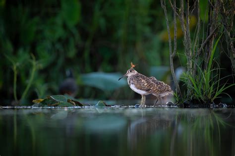Greater Painted Snipe Bird Animal Free Photo On Pixabay