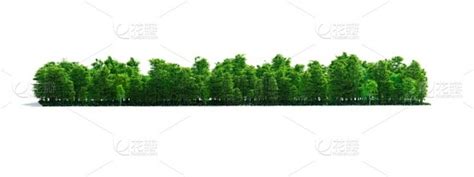森林 条纹 分离着色 北方针叶林 灰树 重新造林 二氧化碳 亚马逊雨林 森林开伐 亚马逊地区