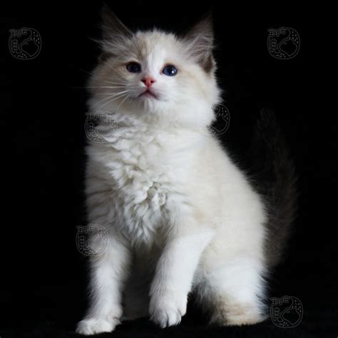 布偶猫 布偶猫 编号10216500 宝贝它