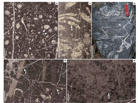 Figure 8 Microfacies And Depositional Setting Of The Upper