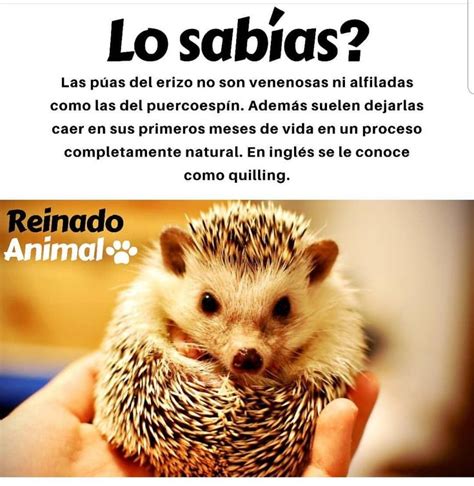 Pin De Andres Dalvit En Future Biology En 2024 Erizos Mascota