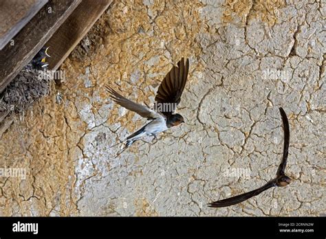 Barn Swallow Hirundo Rustica Adults In Flight Feeding Chicks At Nest