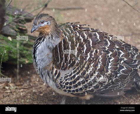 Stately Distinguished Lovely Malleefowl With Bright Eyes And
