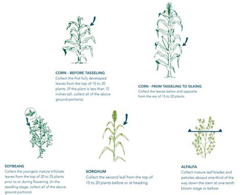 Tissue Sampling Hoegemeyer Hybrids
