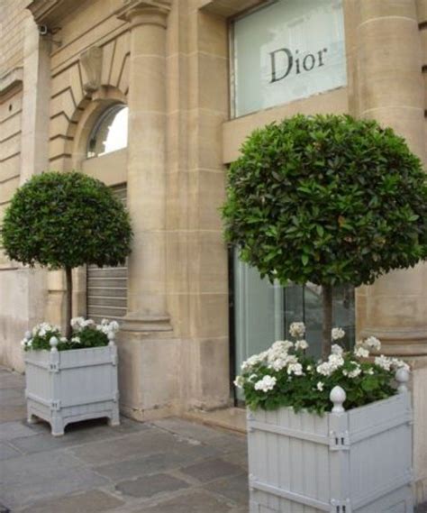 Topiary Trees For Sale Ideas On Foter