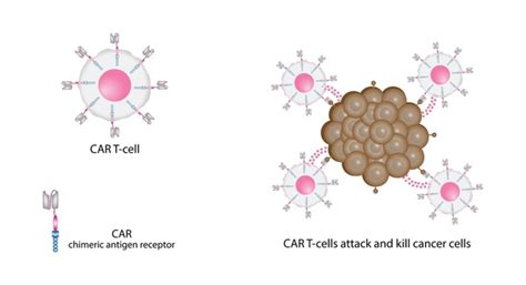767 Antigen T Cell Stock Vectors And Vector Art Shutterstock