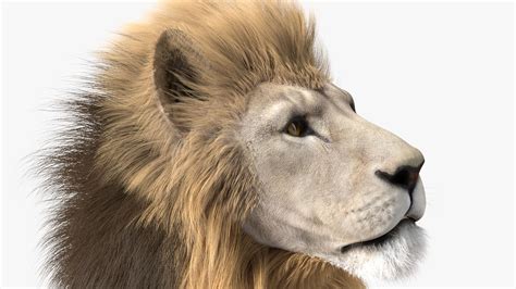White Male Lion Lying Pose Fur 3d Model 129 Max Free3d