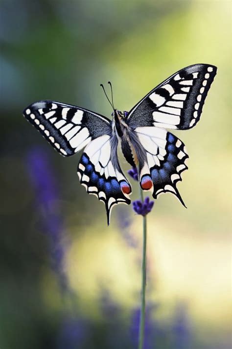 Pin By Misha Alexis II On Papillons III Butterflies III In Beautiful Butterfly
