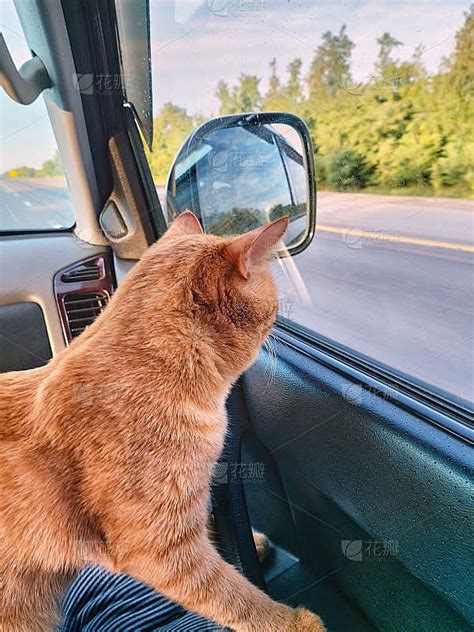和宠物一起开车旅行和一只红猫一起坐车红猫很担心不满的红条纹猫看着车窗外的路主题宠物旅行