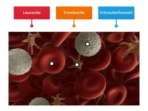 Identificare Elemente Figurate Labelled Diagram