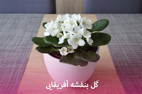 راهنمای کامل نگهداری گل بنفشه آفریقایی تکثیر بنفشه