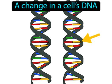 Mutation Definition And Image Flippy Flashcards