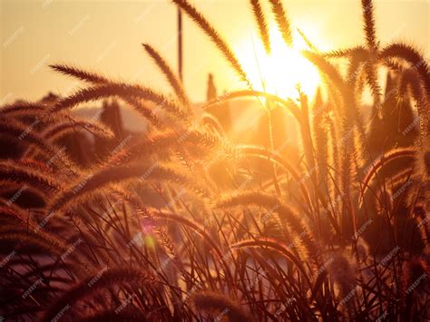 Premium Photo Field Of Grass During Sunset