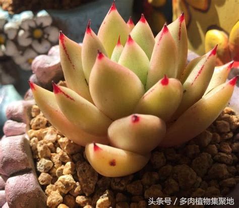 判斷花卉和多肉植物缺水的小技巧，簡單幾招，養花殺手都養不死！ 每日頭條