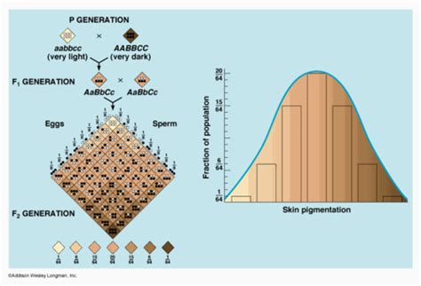 Polygenic Inheritance Skin Color