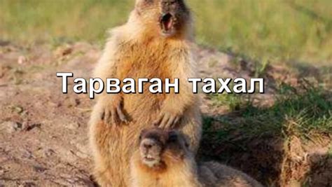 Говь Алтай аймгийн Цээл суманд тарваган тахлаар нэг хүн нас баржээ