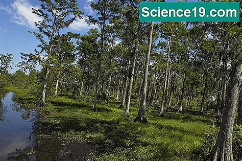 Предимствата на киселинния дъжд 💫 Научно Популярен Мултимедиен Портал 2025