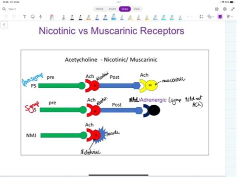 Neurotransmission Synapse Flashcards Quizlet